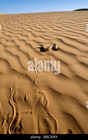 Sand viper (Cerastes vipera) side winding on sand dunes. Grand Erg ...