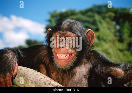 Chimpanzee Pan troglodytes Fear grin gesture of submission to other ...