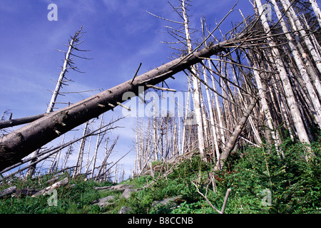 ACID RAIN DAMAGE Stock Photo - Alamy