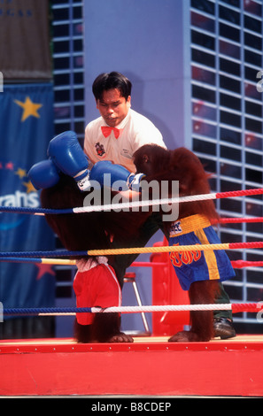 Animal, animals, mammal, mammals, orangutans, Borneo, primates, great ...
