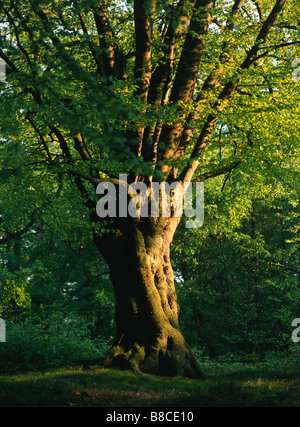 Beech Tree: an ancient pollard in winter Stock Photo - Alamy