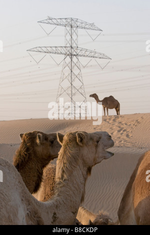Camel Farm. Dubai, UAE Stock Photo - Alamy