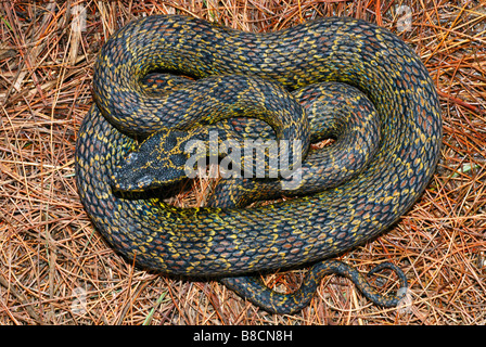 Jerdon's Pit Viper, Protobothrops jerdonii. Venomous Rare medium sized ...