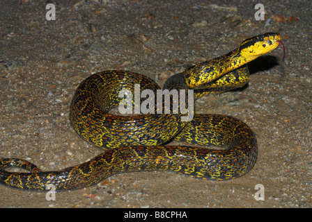Jerdon's Pit Viper, Protobothrops jerdonii. Venomous Rare medium sized ...