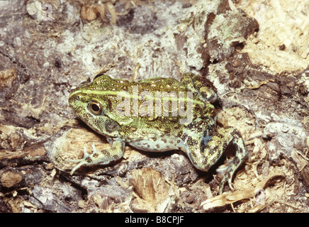 Giant Bullfrog (Pyxicephalus adspersus) young, sitting on fallen leaf ...