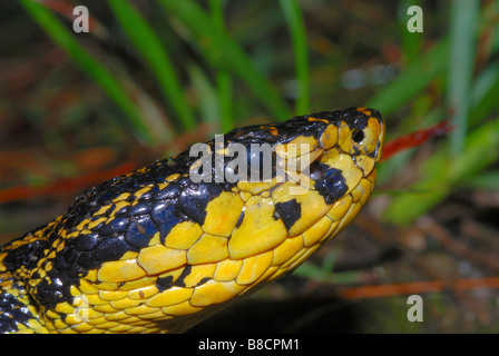 JERDON'S PIT VIPER. Protobothrops jerdonii xanthomelas, Venomous Rare ...