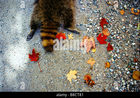 Dead Raccoon Side Road, Frontenac County,Ontario Stock Photo - Alamy