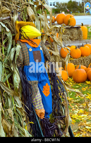 A closeup of pumpkins in a market Stock Photo - Alamy