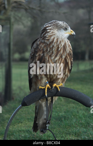 Young Red Kite on stand. Captive Stock Photo - Alamy