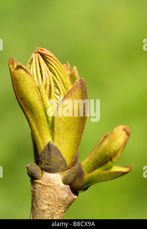 twig with green leaves of Fraxinus excelsior tree (ash, European ash ...
