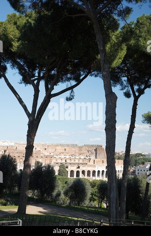 Pine trees with Roman Colosseum, Rome, Italy Stock Photo - Alamy