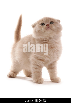 Scottish Fold Cream Kitten Standing Portrait Studio Stock Photo - Alamy