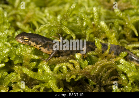 Triturus boscai, Lissotriton boscai, Triton, Anfibio, protected species ...