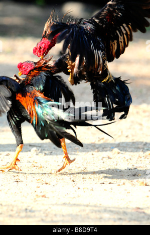 Chicken Fighting chicken Stock Photo - Alamy