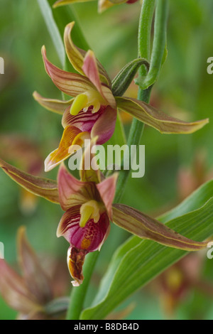 Giant Helleborine Epipactis gigantea beautiful wetland orchid Klamath ...