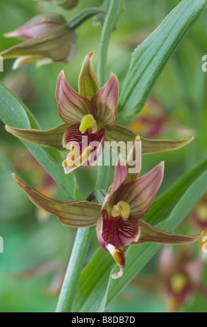 Giant Helleborine Epipactis gigantea beautiful wetland orchid Klamath ...