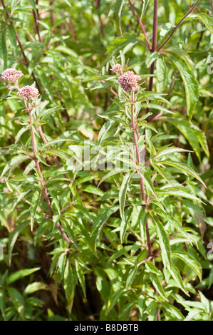 Hemp agrimony (Eupatorium cannabinum), detail of leaf base on stem ...