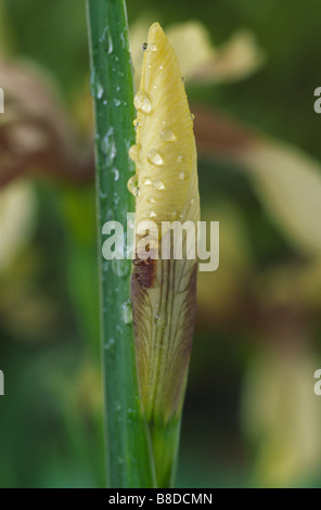Iris foetidissima var. citrina (Stinking gladwyn, Stinking iris Stock ...