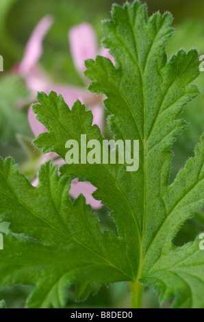 Scented geranium (Pelargonium) 'Little Gem' Stock Photo - Alamy