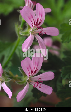 Scented geranium (Pelargonium) 'Little Gem' Stock Photo - Alamy