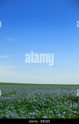 Flax grain field in bloom with old farm buildings in rural southern ...