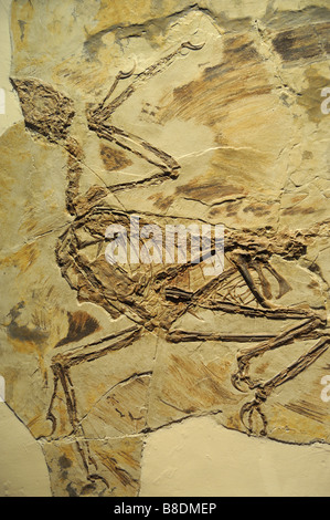 Microraptor dinosaur Stock Photo - Alamy