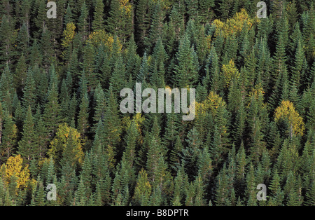 Boreal est balsam fir, white spruce white birch Autumn Canada Stock ...