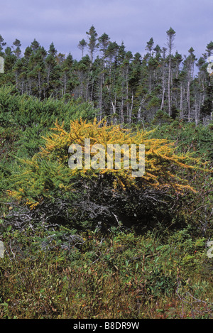 Boreal Forest. Black spruce, balsam fir, speckled alder & ferns. Autumn ...