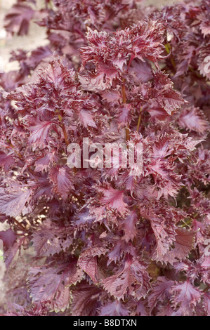 beefsteak plant (Perilla frutescens Stock Photo - Alamy