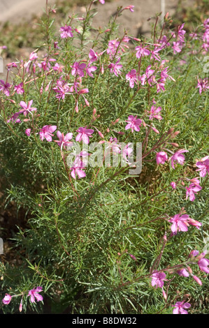 Marsh Willowherb, Chamaenerion palustre, Epilobium dodonaei. Pink ...