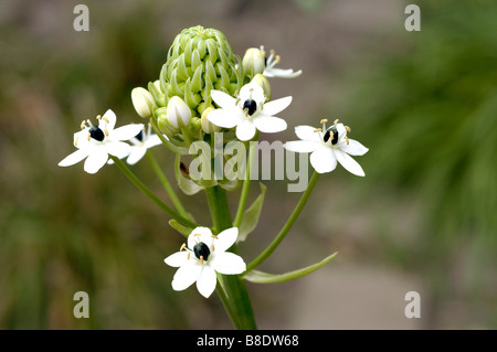 Giant Chincherinchee, Wonder-flower, Cape Chincherinchee, Hyacinthaceae ...