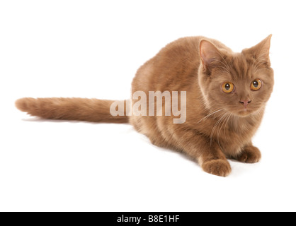 Cinnamon British Shorthair Cat Laying Studio Stock Photo - Alamy