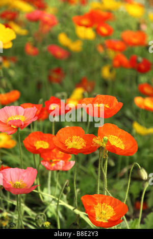 Close up of poppy, with yellow, orange, red tones shining through the ...