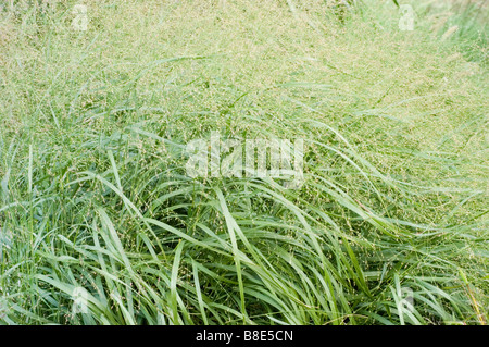 switchgrass, prairie switchgrass , Gramineae, Panicum Virgatum, USA ...