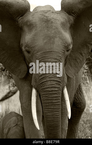 Black and White Female Elephant with young Stock Photo - Alamy