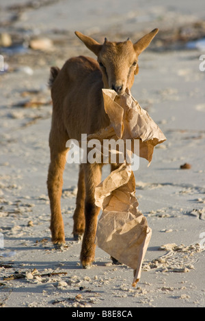 Goat Eating Garbage in St Louis in Senegal West Africa Stock Photo - Alamy