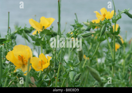 Colorful Yellow Grass Lands Red Moab Fault Windows Section Arches ...