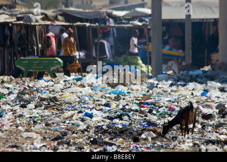 Goat Eating Garbage in St Louis in Senegal West Africa Stock Photo - Alamy