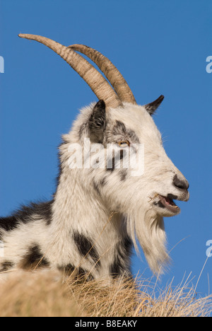 Wild white goat feeding on seaweed on stone beach Isle of Jura ...