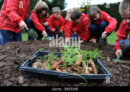 School children digging up vegetables in the vegetable plot at a Stock ...