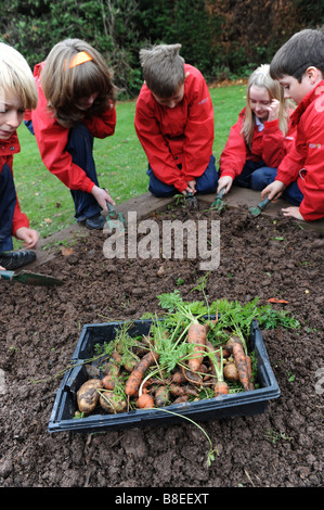 School children digging up vegetables in the vegetable plot at a Stock ...