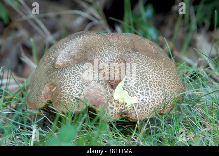 Common Earth ball fungi Scleroderma citrinum Stock Photo - Alamy