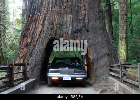 Drive Thru Tree / Chandelier Redwood Tree / Car Driving Through Tree ...