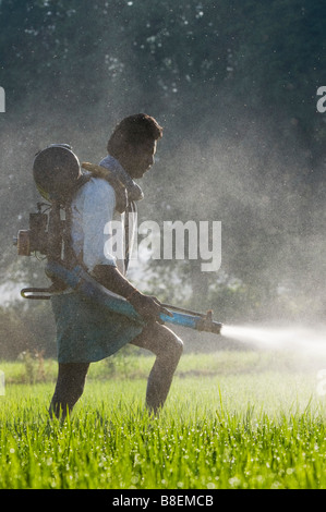 Indian man spraying a rice crop with pesticide. Andhra Pradesh, India ...