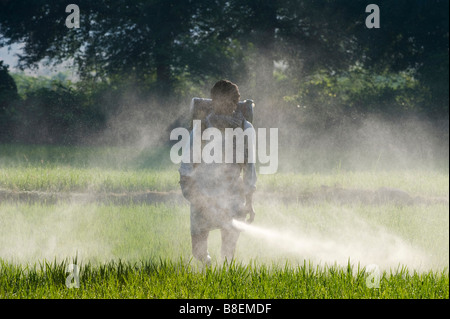 Indian man spraying a rice crop with pesticide. Andhra Pradesh, India ...