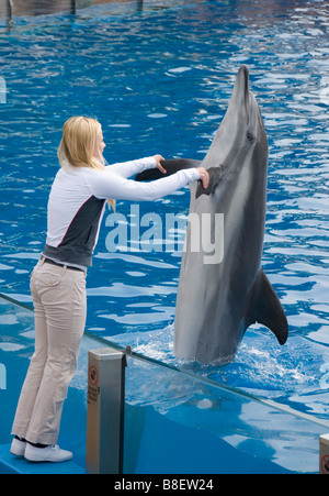 Dolphin at SeaWorld San Diego Stock Photo - Alamy