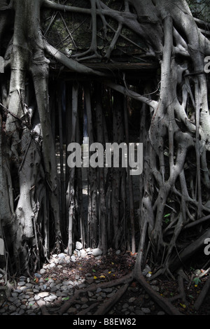 Taiwan,Tainan,banyan, tree-house, Anping Stock Photo - Alamy