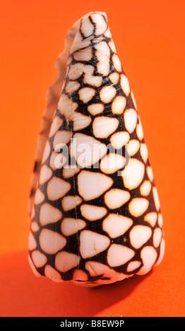 conus bandanus sea shell conicle cone natural spots spotty spiral ...