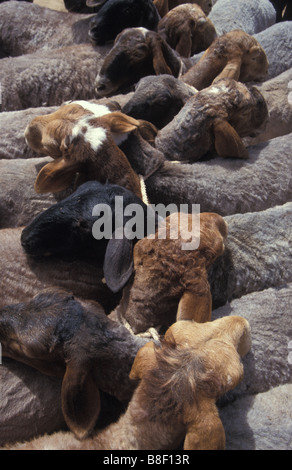 tethered fat tailed sheep Sunday market Kashgar Xinjiang China Stock ...