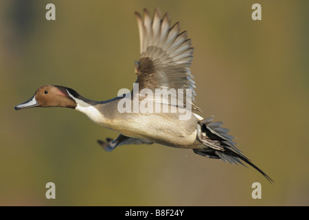 Northern pintail duck drake in flight over frozen lagoon-Victoria ...
